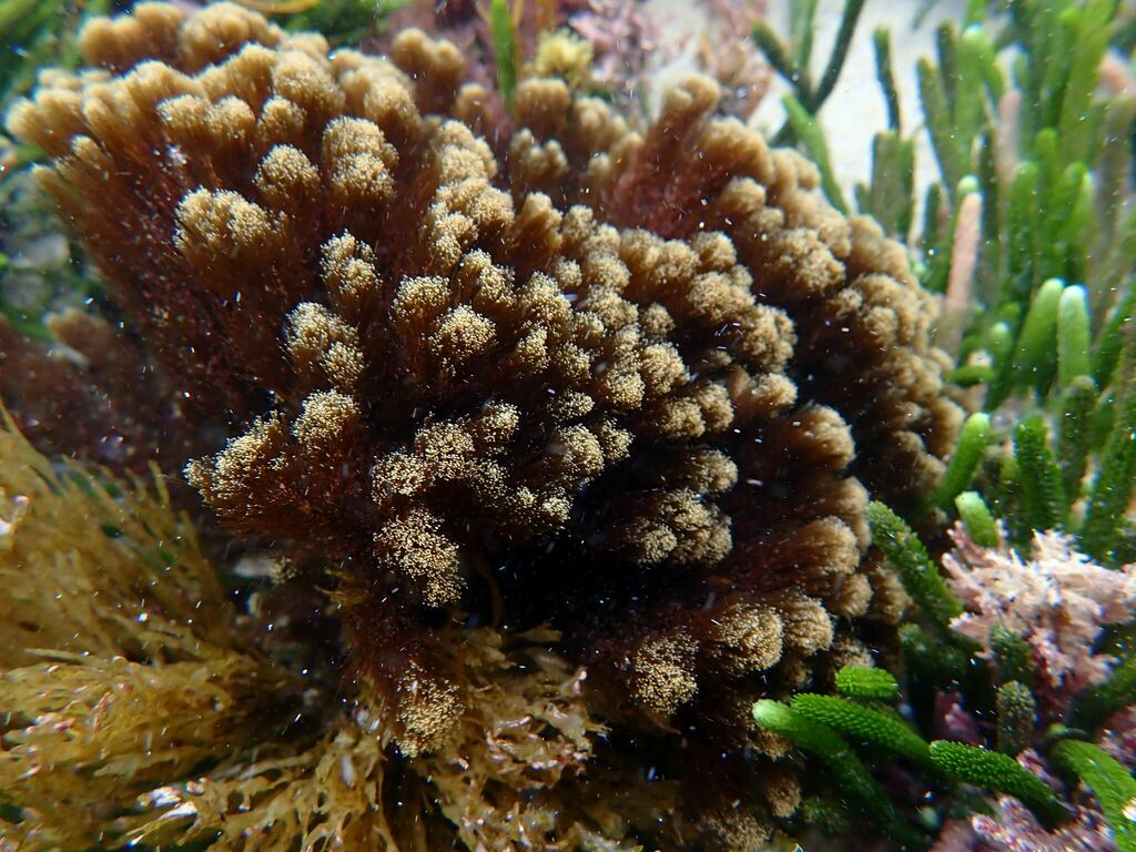 Halopteris from Colac-Otway - South, AU-VI, AU on January 20, 2024 at ...