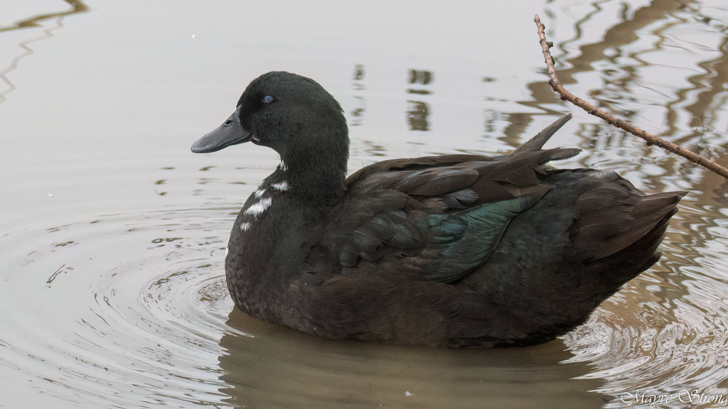 Domestic Mallard from Northeast Carrollton, Carrollton, TX, USA on ...