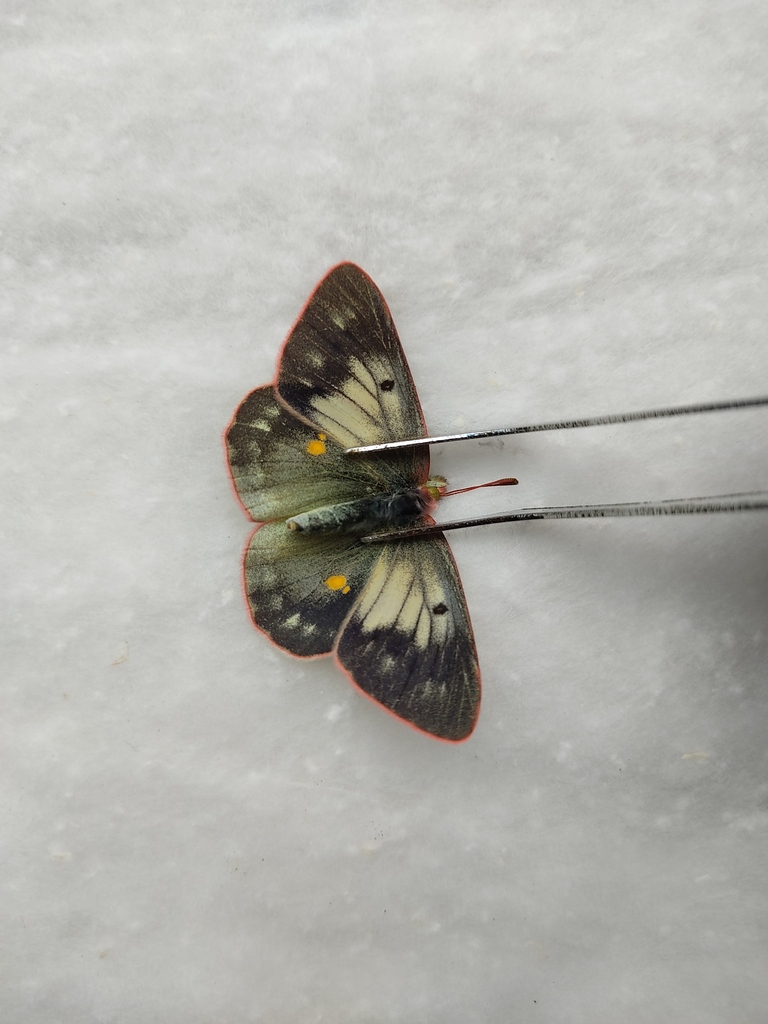 Hecla Sulphur from Окинский р-н, Респ. Бурятия, Россия on July 21, 2021 ...