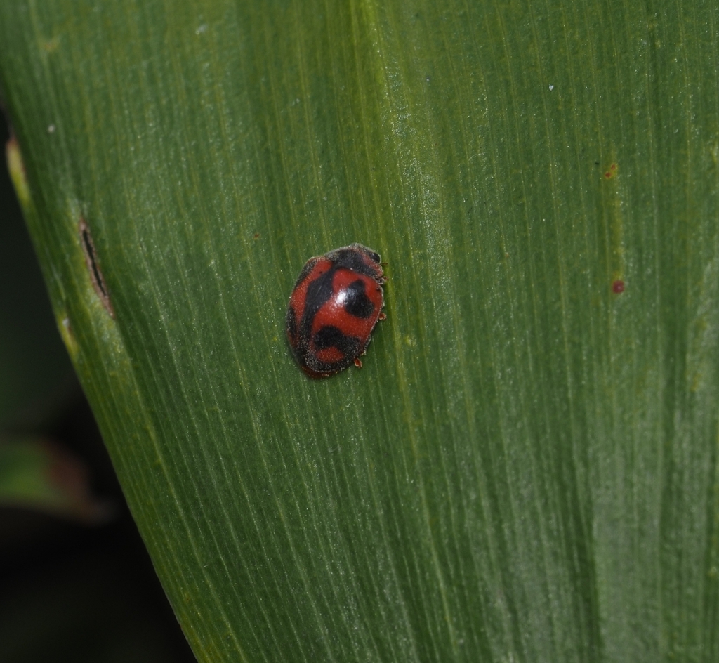 Vedalia Beetle from Narooma NSW 2546, Australia on January 24, 2024 at ...