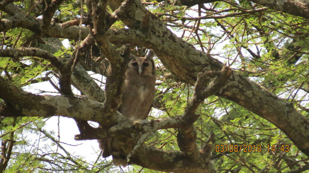 Verreaux's Eagle-Owl from Namanga, Kenya on August 3, 2018 at 02:43 PM ...