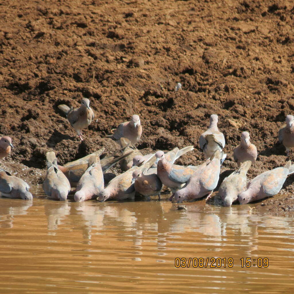 Laughing Dove from Namanga, Kenya on August 3, 2018 at 03:09 PM by ...