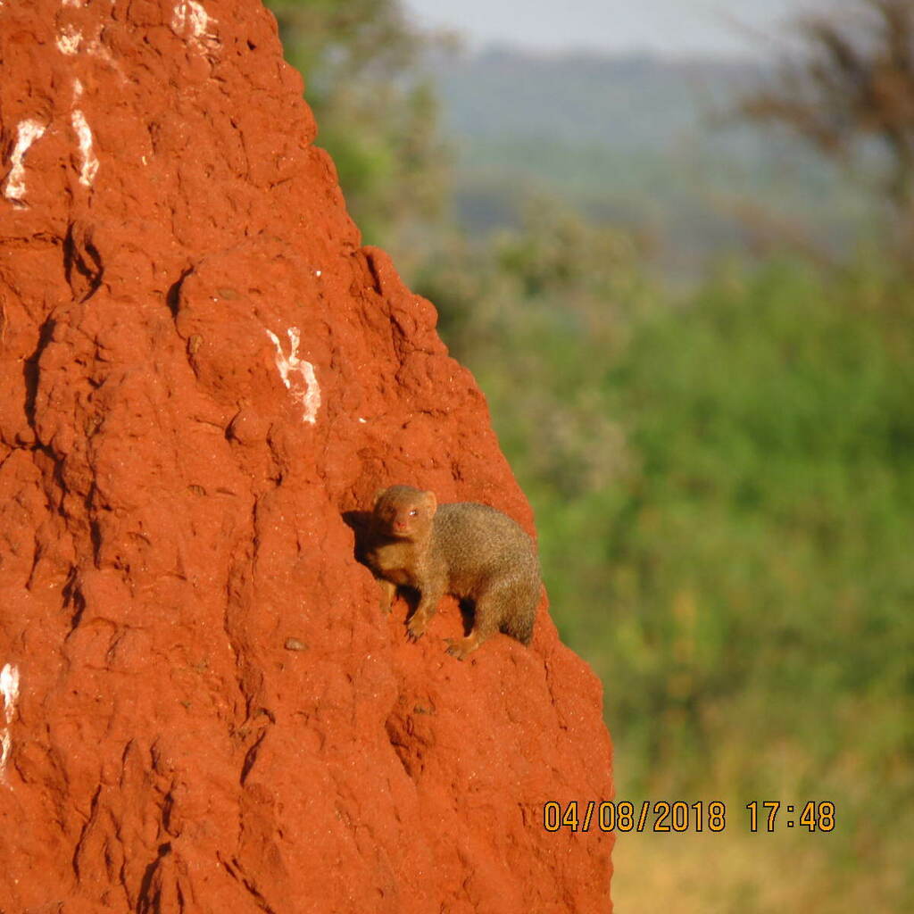 Common Dwarf Mongoose from Namanga, Kenya on August 4, 2018 at 05:48 PM ...