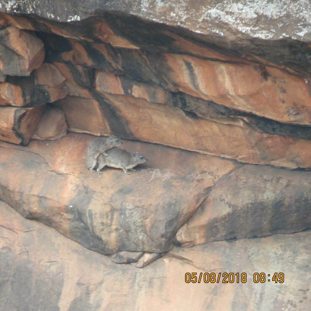 Bush Hyrax from Namanga, Kenya on August 5, 2018 at 08:49 AM by Simon ...