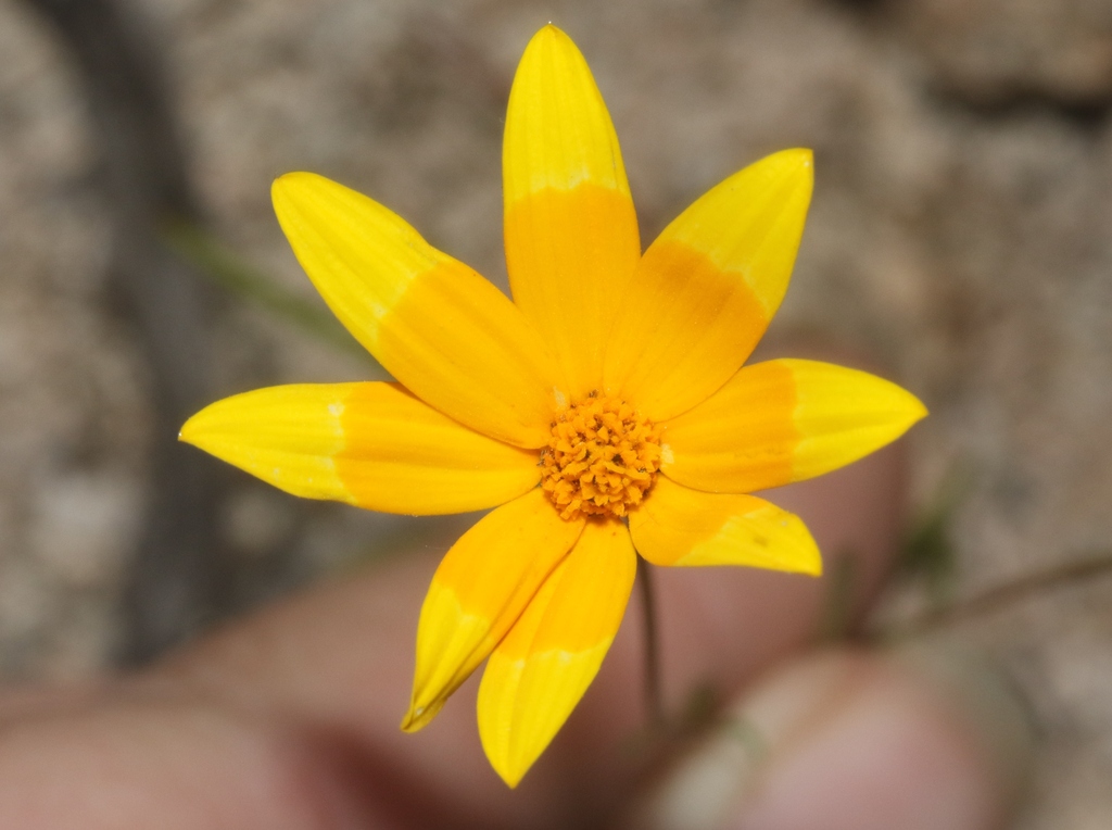 Xantus' Wingpetal from Los Cabos, BCS, Mexico on December 10, 2023 at ...