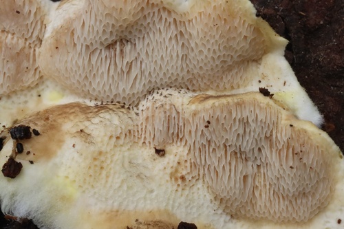 Meruliporia incrassata · iNaturalist