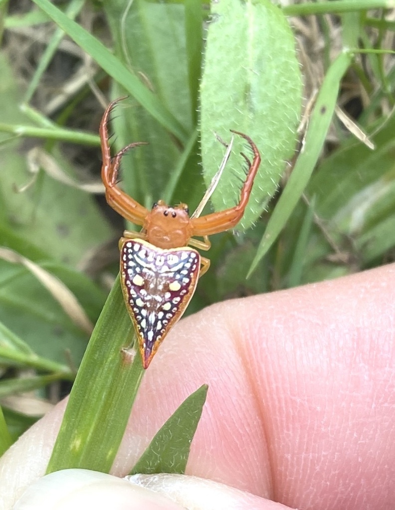 Walckenaer's Studded Triangular Spider from Willow Grove Rd, Fumina ...