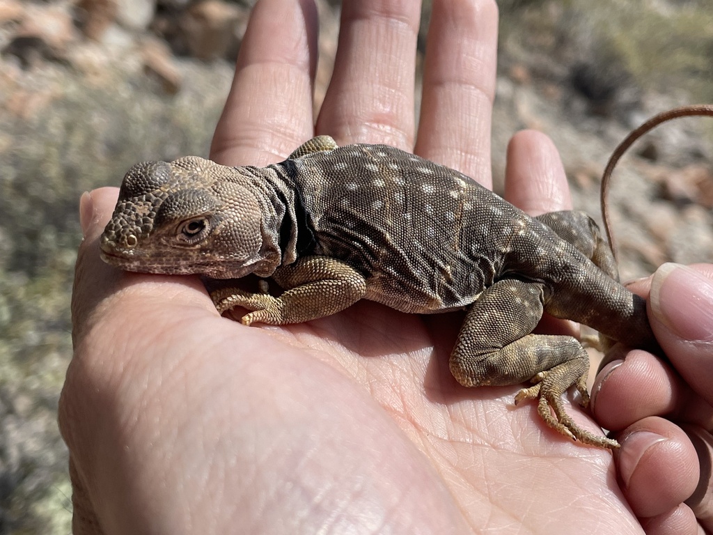 Sonoran Collared Lizard in April 2023 by diomedea_exulans_li · iNaturalist