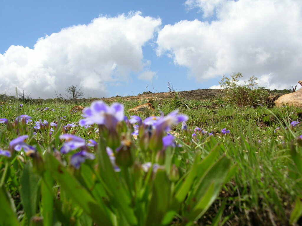 Craterostigma from Wamba, Kenya on December 6, 2005 at 11:49 AM by ...