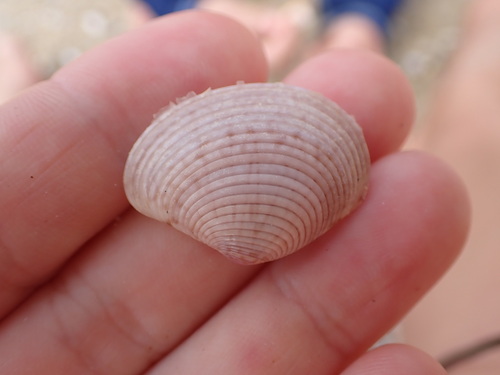 Sunetta effossa · iNaturalist