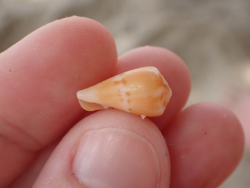 Cone Snails and Allies from Pa Tong, Kathu District, Phuket, Thailand ...