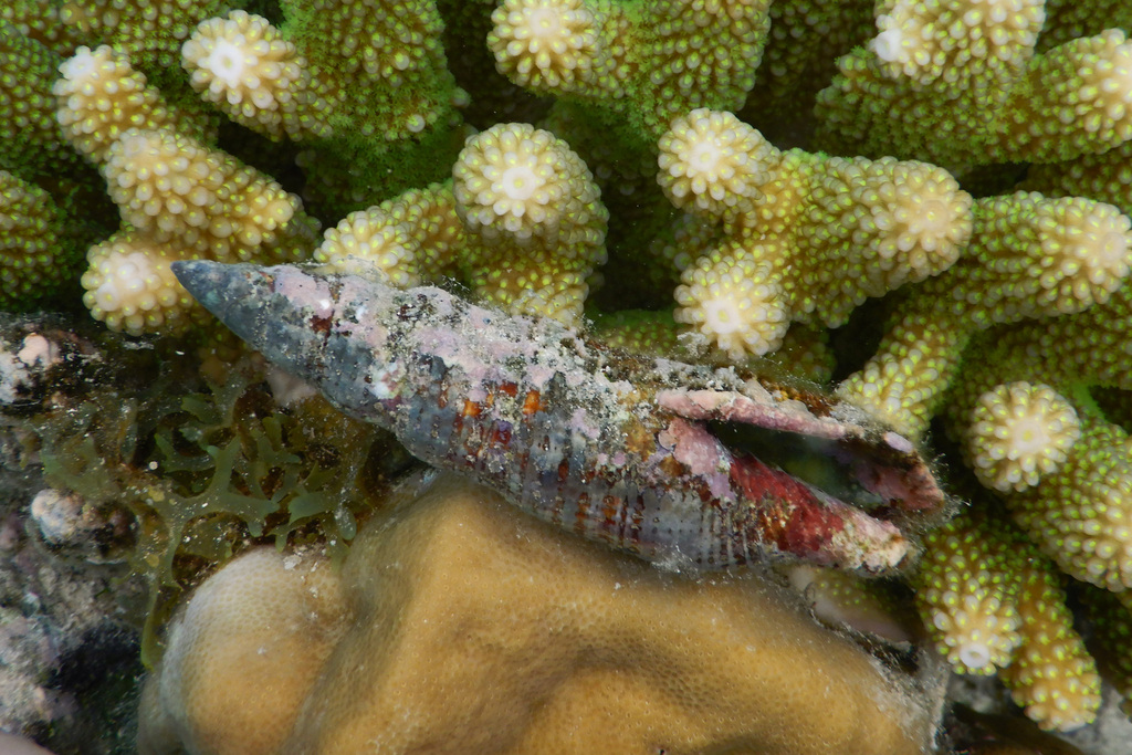 Nebularia incompta from Îles Sous-le-Vent, PF on July 17, 2023 at 10:36 AM by Enot Poluskuns ...