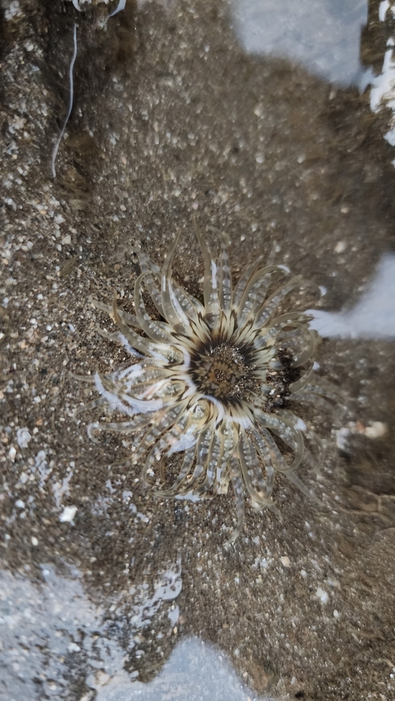 Actiniid Sea Anemones from 7P2X+V4X, Saronda, Gujarat 396135, India on ...