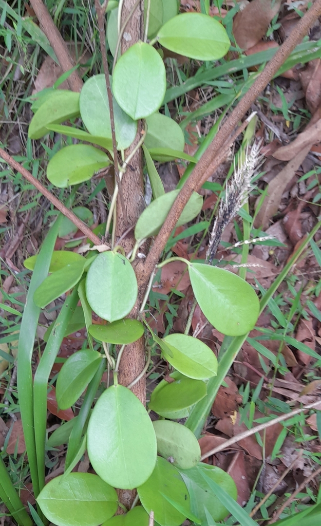 native hoya from Mount Coot-Tha QLD 4066, Australia on January 24, 2024 ...