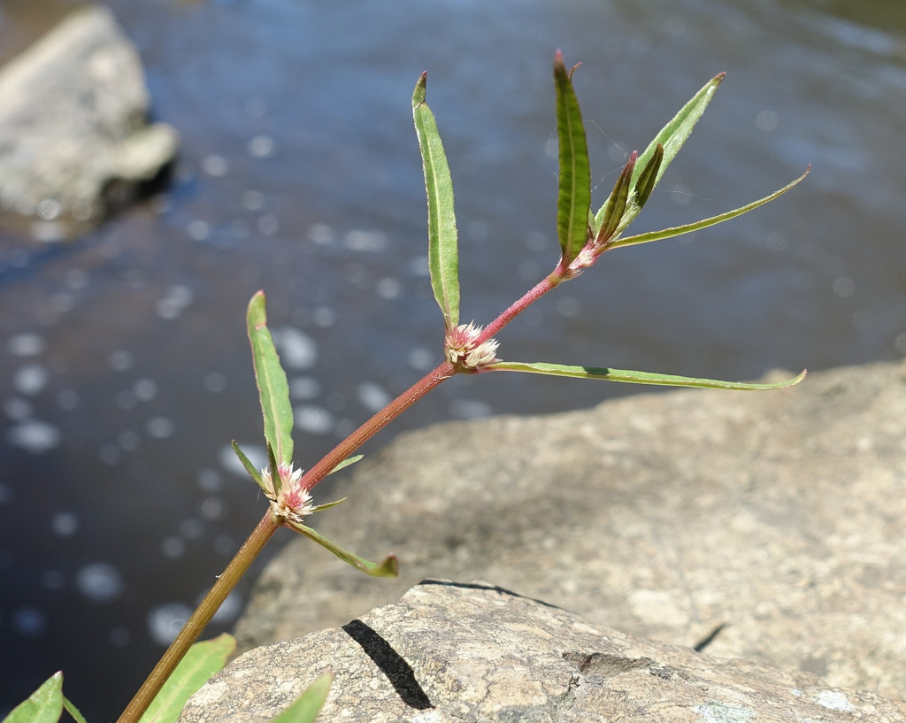 Lesser Joyweed from Wonga Park VIC 3115, Australia on December 23, 2023 ...