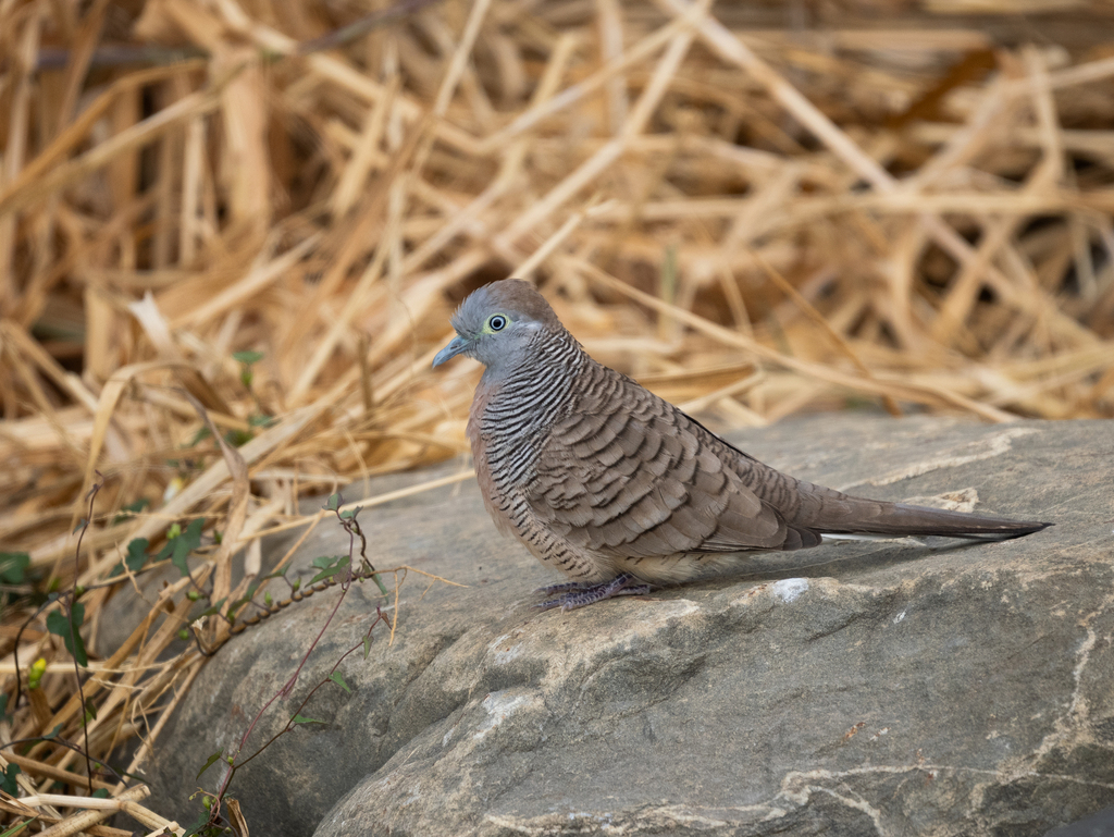 Zebra Dove from 830台灣高雄市鳳山區 on January 24, 2024 at 09:48 AM by Liu ...