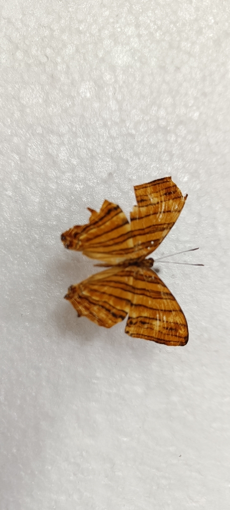 Common Maplet in October 2023 by Temjen · iNaturalist