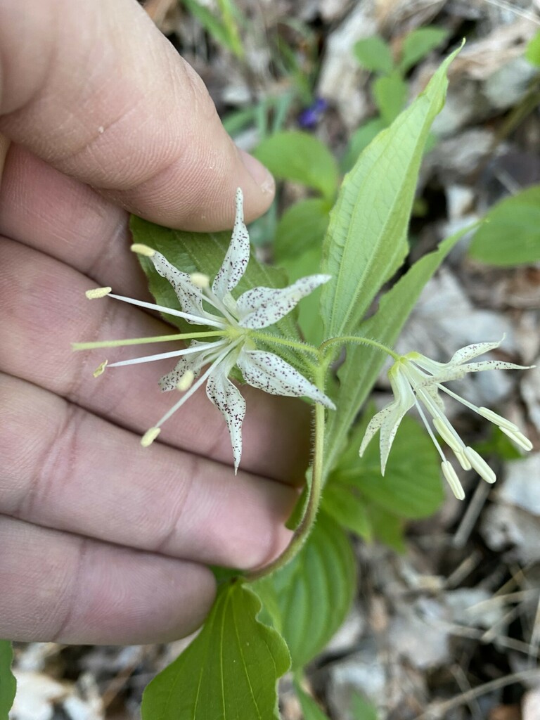 spotted mandarin from Buncombe County, NC, USA on May 2, 2023 at 09:00 ...