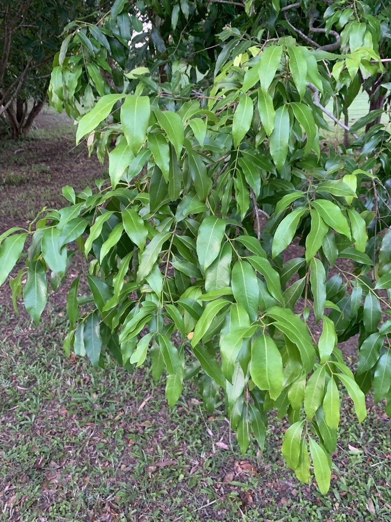 weeping lilli pilli from Rosewood Pl, Bundaberg North, QLD, AU on ...