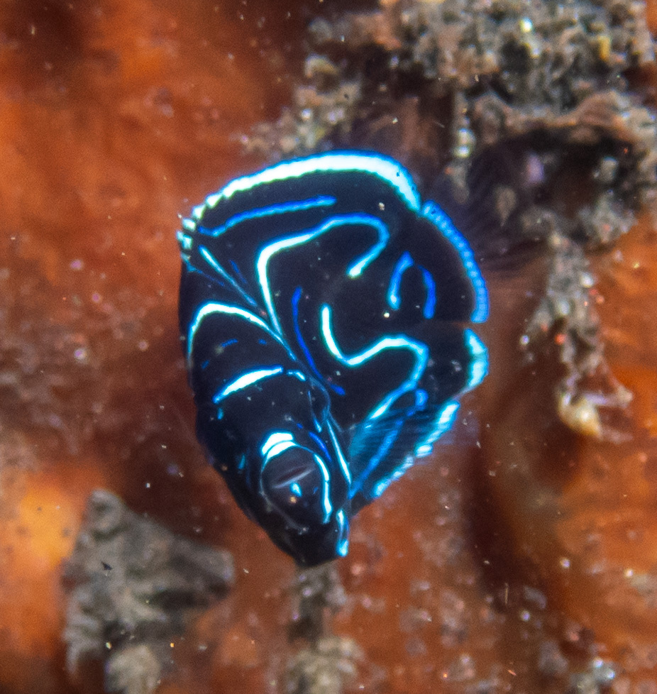 Emperor Angelfish from Tulamben, Bali, Indonesia on January 23, 2024 at ...