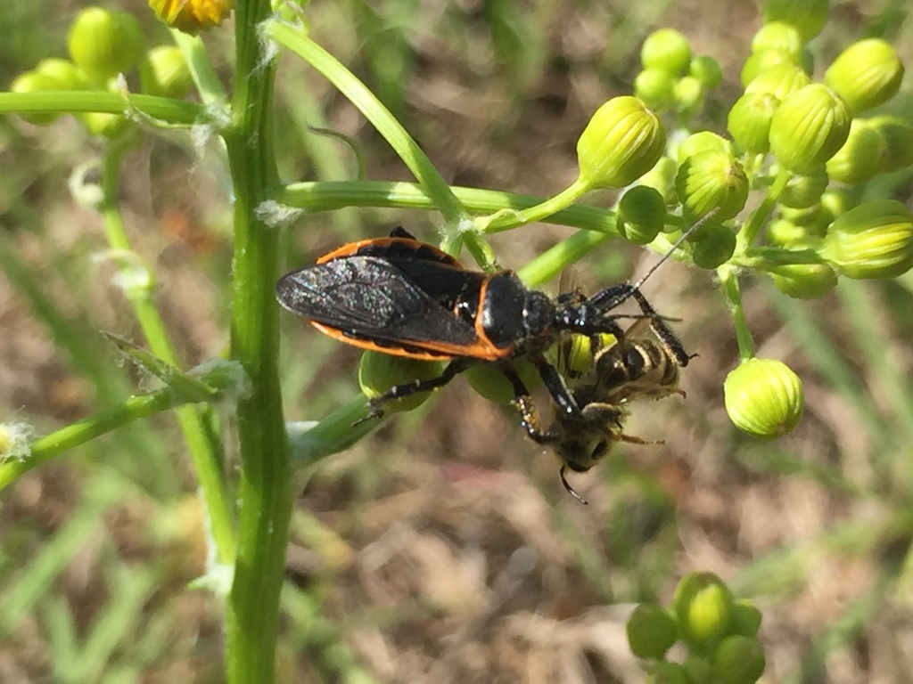 Eastern Bee Assassin from Tuscaloosa, Alabama, United States on April ...