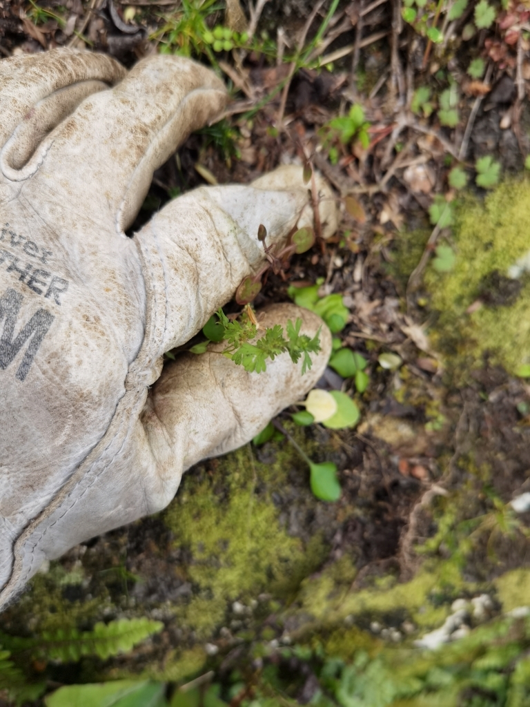 Field Parsley Piert from Sandymount New Zealand on January 24, 2024 at ...
