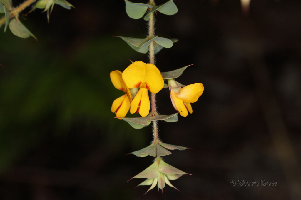 spiny bush-pea from Blackdown QLD 4702, Australia on January 13, 2024 ...