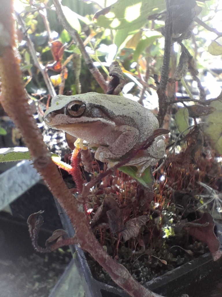 Southern Brown Tree Frog from Lodge Rd, Hamilton VIC 3300, Australia on ...