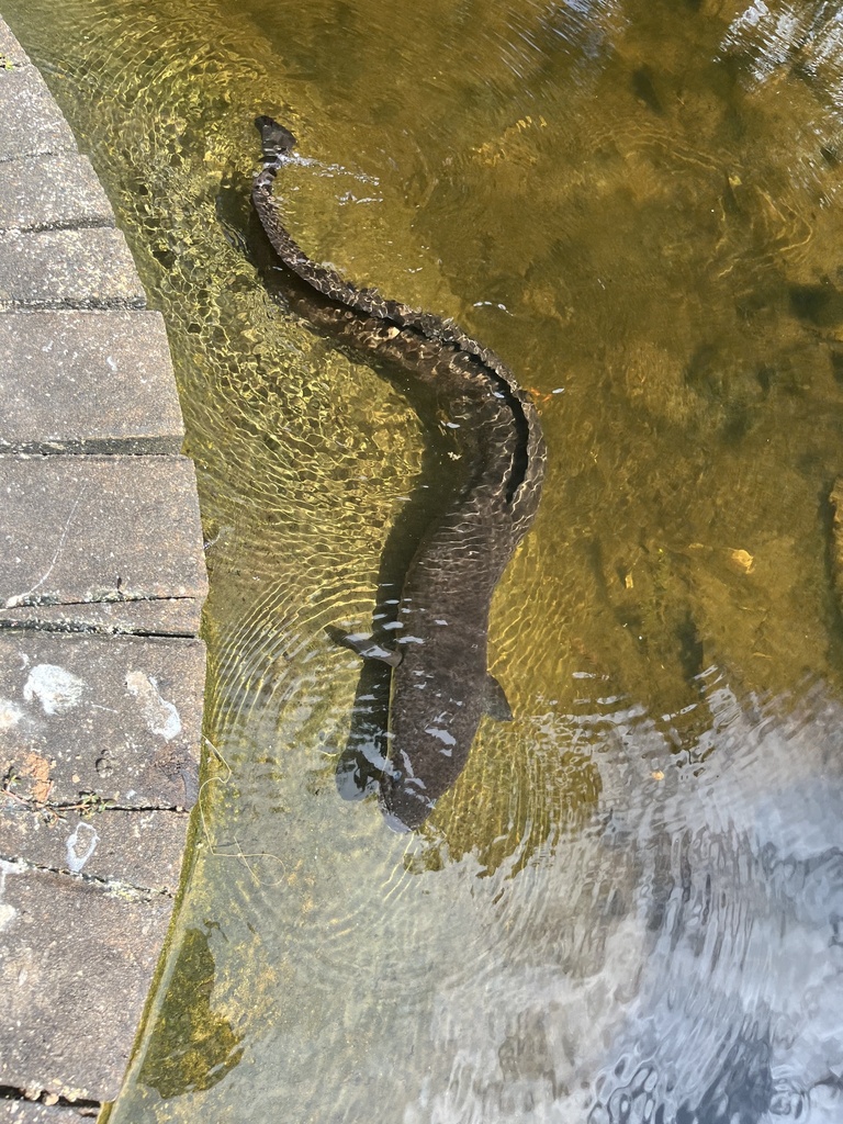 River Eels from Jardín Botánico De Brisbane, Brisbane, QLD, AU on ...