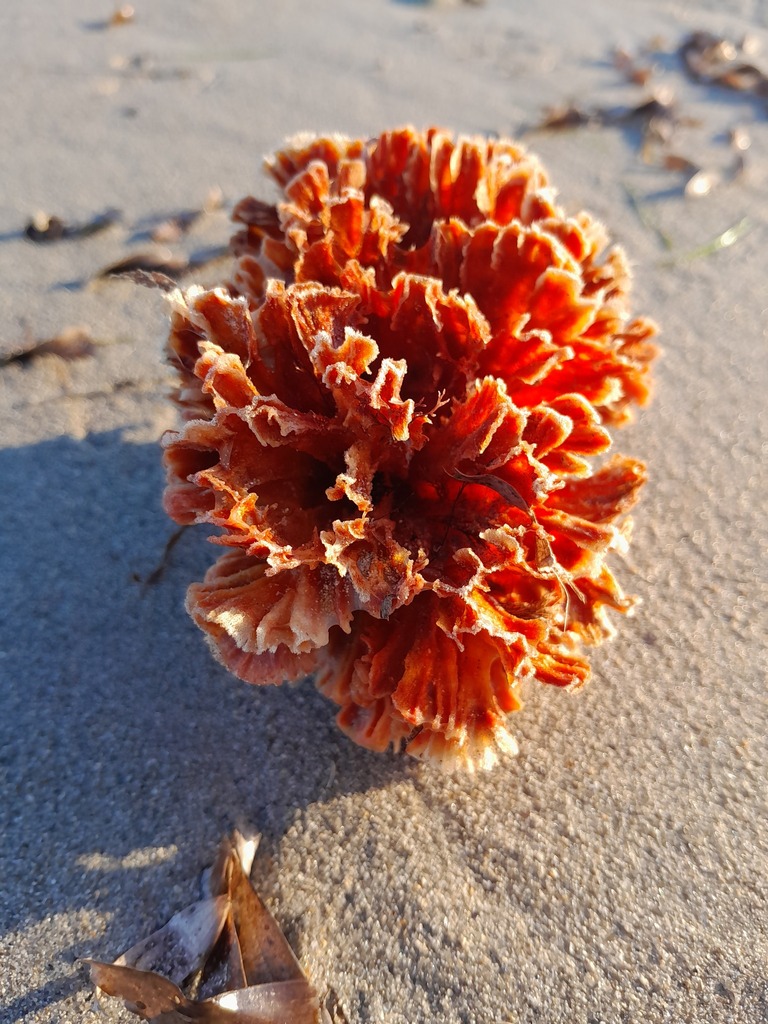 Red Beard Sponge from Glenelg, VIC, Australia on January 24, 2024 at 07 ...