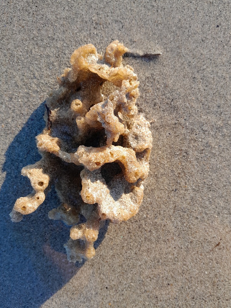 Sponges from Allestree VIC 3305, Australia on January 24, 2024 at 07:28 ...