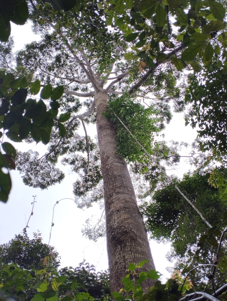 Shorea parvifolia from 33300, Perak, Malaysia on January 24, 2024 at 11 ...