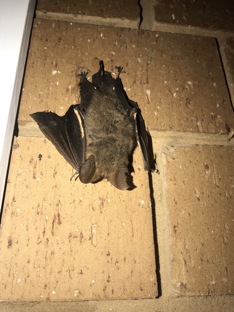 Australian Long-eared Bats from Ralph Illidge Sanctuary, Naringal East ...