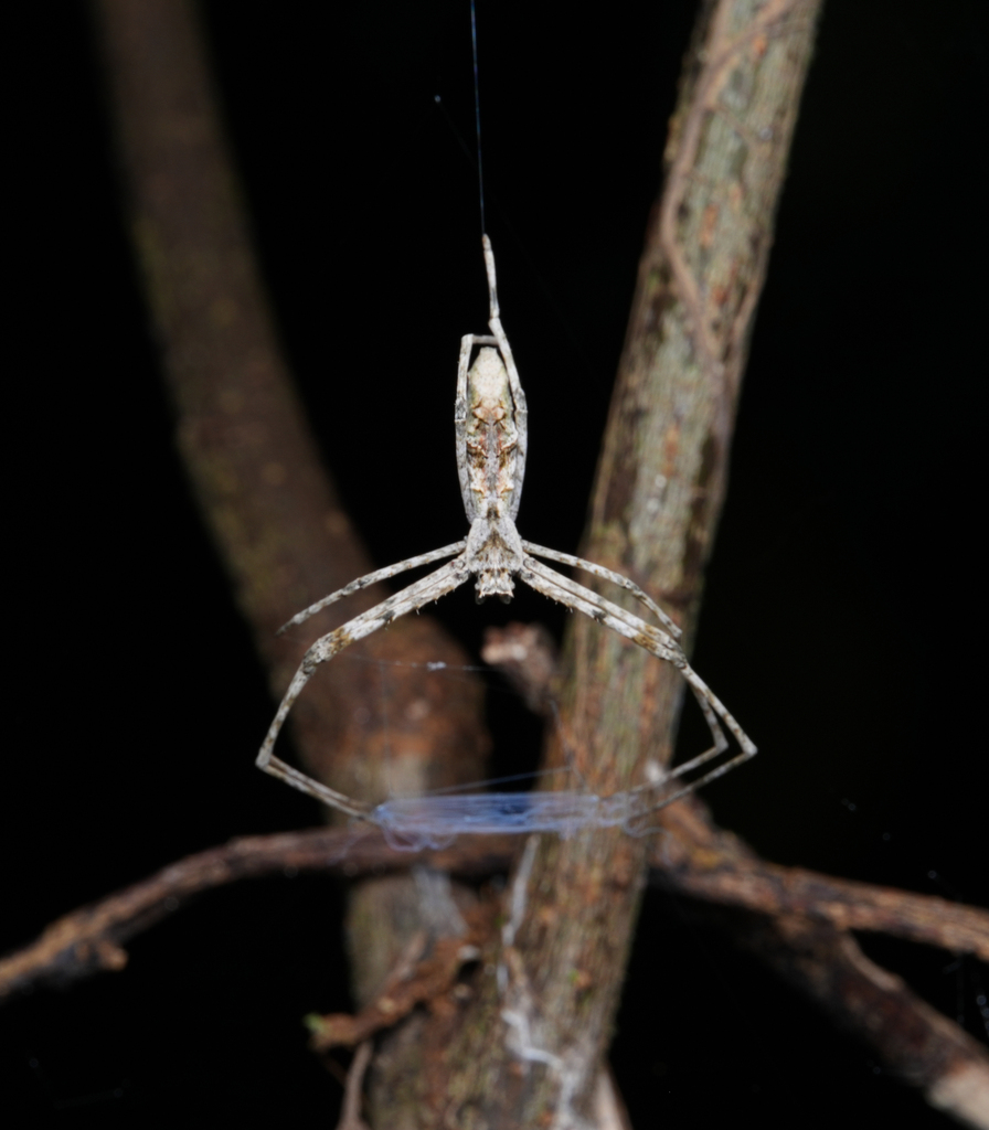Pantropical Ogre-faced Spiders from 中国云南省西双版纳傣族自治州勐腊县 on January 12 ...