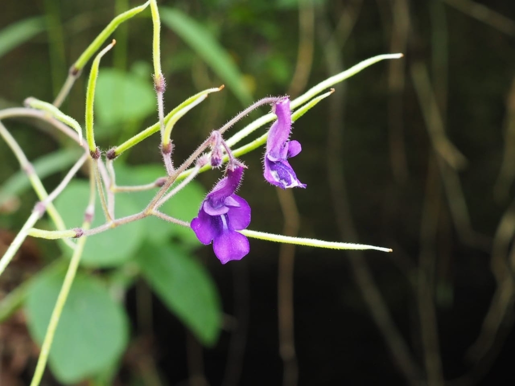 Streptocarpus caulescens from Makungu, Tanzania on January 24, 2024 by ...