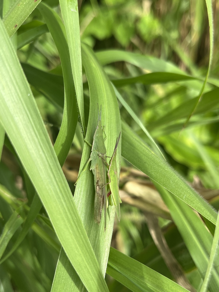 Atractomorpha sinensis sinensis in January 2024 by Nakatada Wachi ...