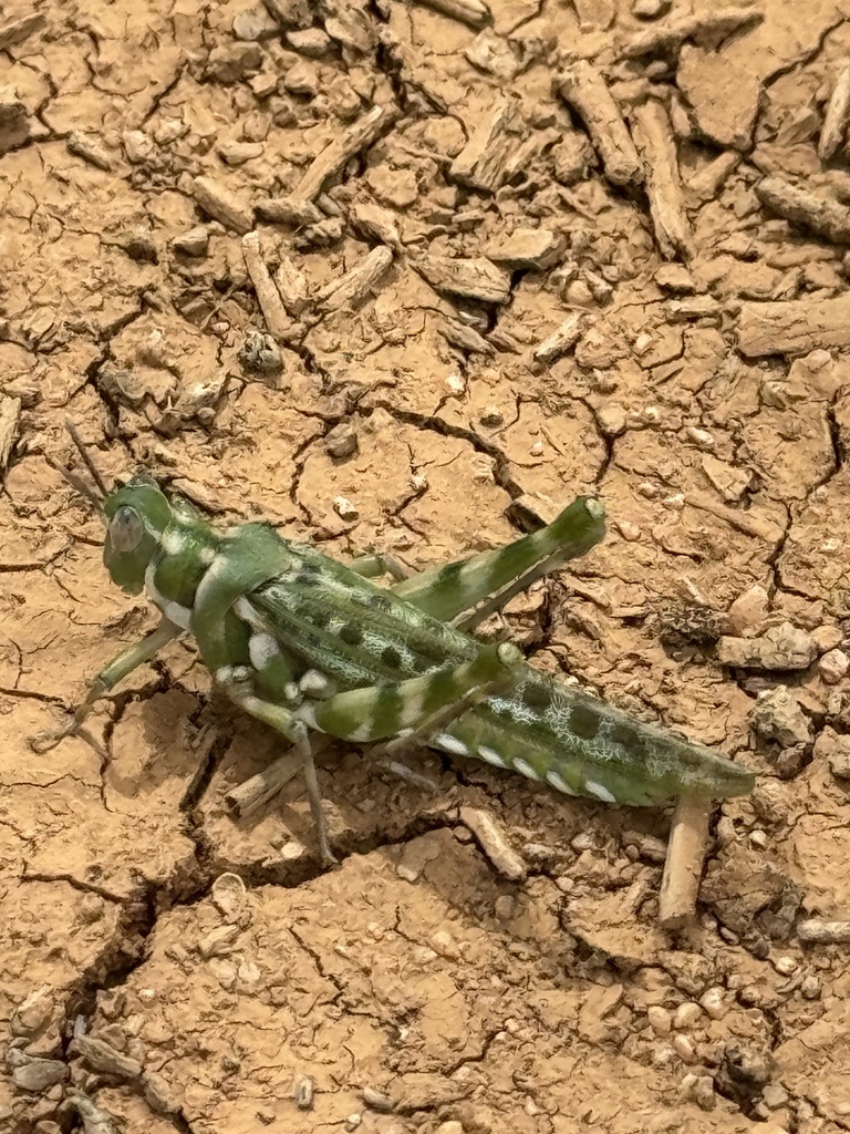 Crepitating Spurthroat from Scotia, NSW, AU on January 24, 2024 at 11: ...