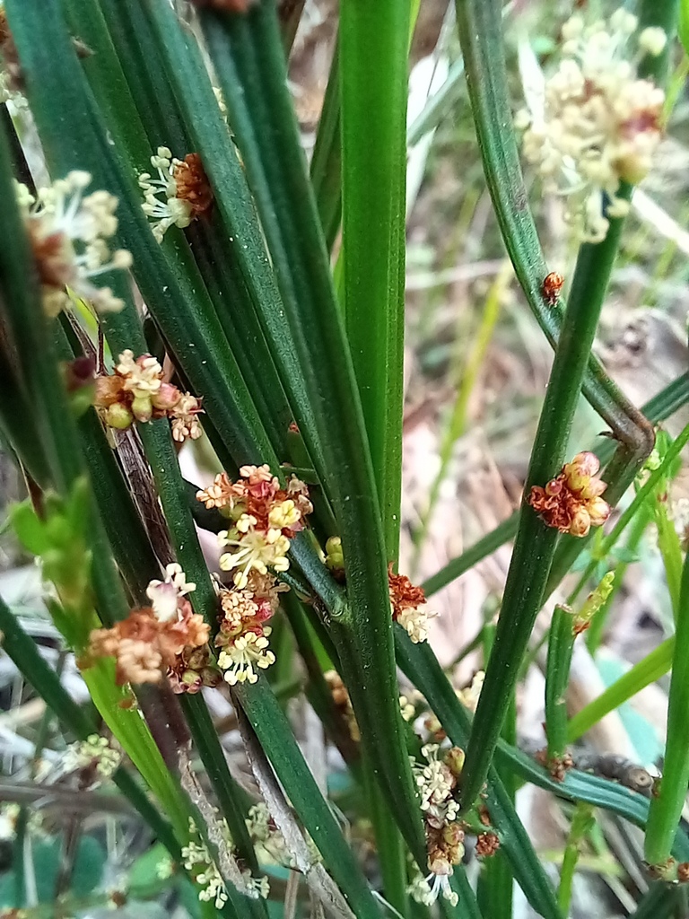 Broom Spurge from Mount Richmond VIC 3305, Australia on October 8, 2023 ...