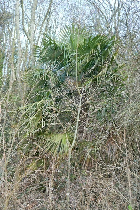 Chusan Palm from Saint-Samson-sur-Rance, France on January 24, 2024 at ...