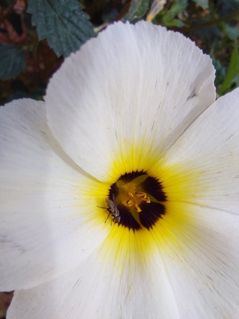 Calyptrate Flies in January 2024 by Fábio Luis dos Santos · iNaturalist