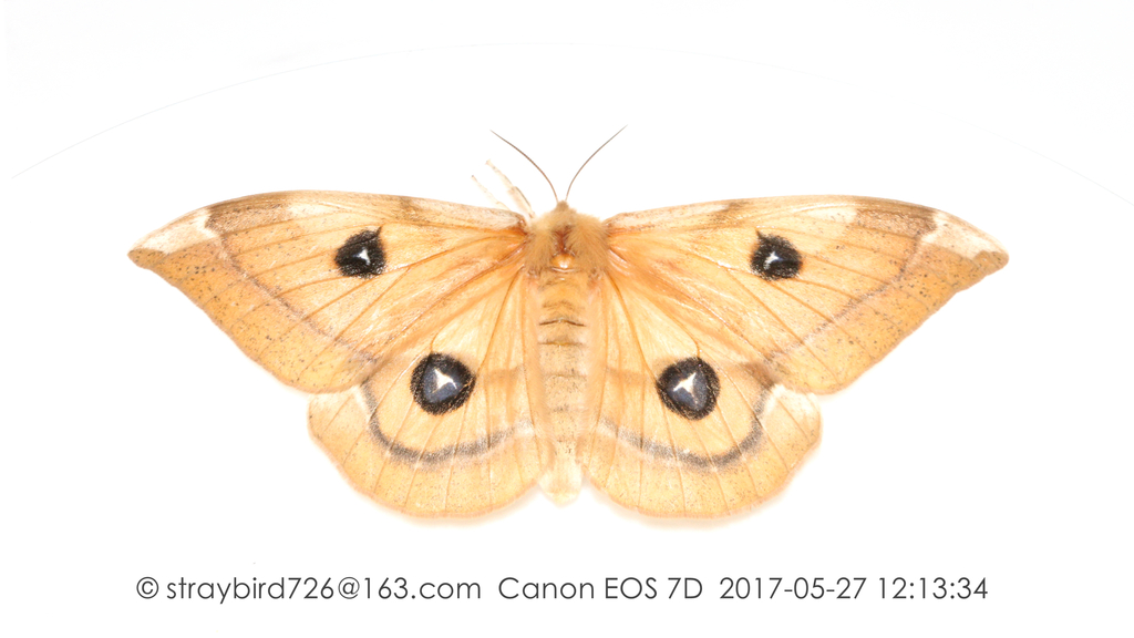 Tau Emperor Moth from 中国北京市门头沟区 on May 27, 2017 at 12:13 PM by Nan Yang ...