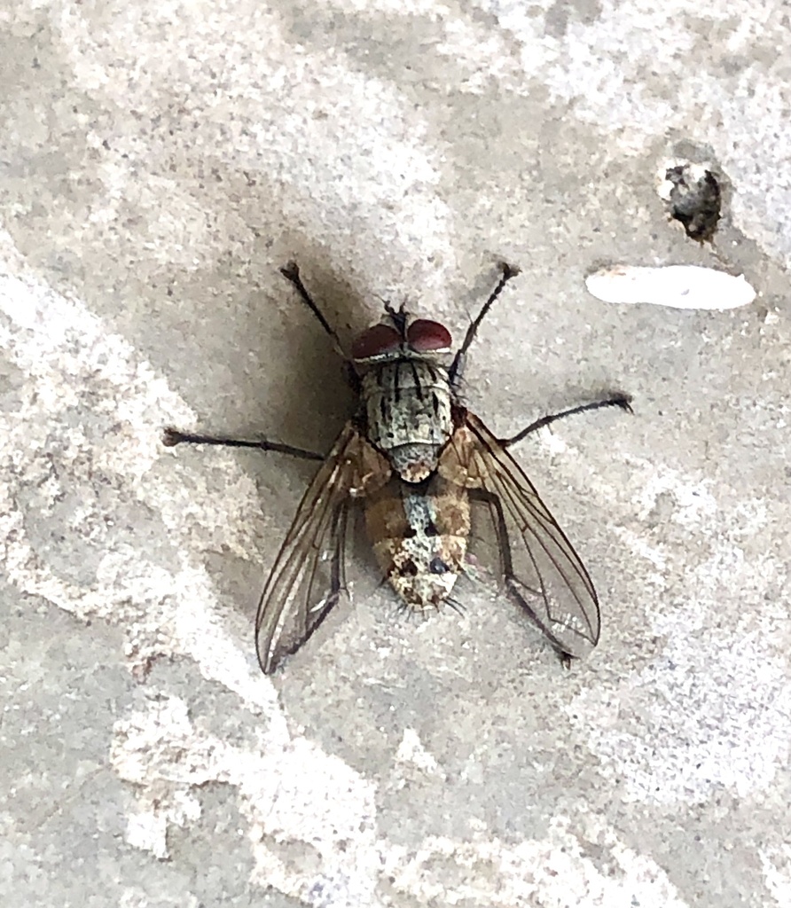 False Stable Fly from North-West University - Potchefstroom Campus ...