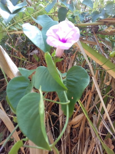 elephant creeper (Argyreia populifolia) · iNaturalist United Kingdom