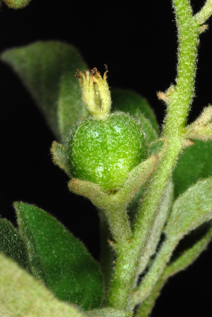 Pepperbush (Croton humilis) - Botanical Realm