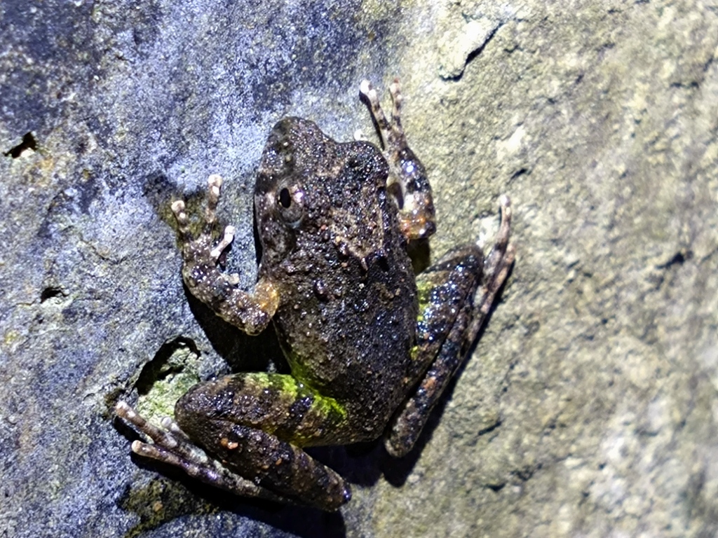 Yaeyama Kajika Frog from 314台灣新竹縣北埔鄉 on January 21, 2024 at 08:00 PM by ...