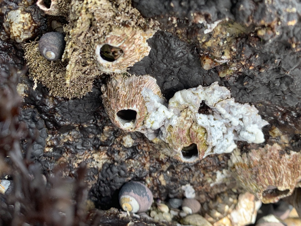 Pink Volcano Barnacle from Monterey Bay, Pacific Grove, CA, US on April ...