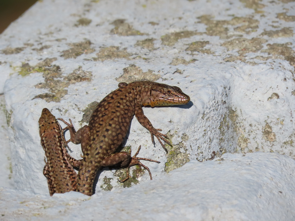 Green Iberian Wall Lizard from Corroios, Portugal on January 11, 2024 ...