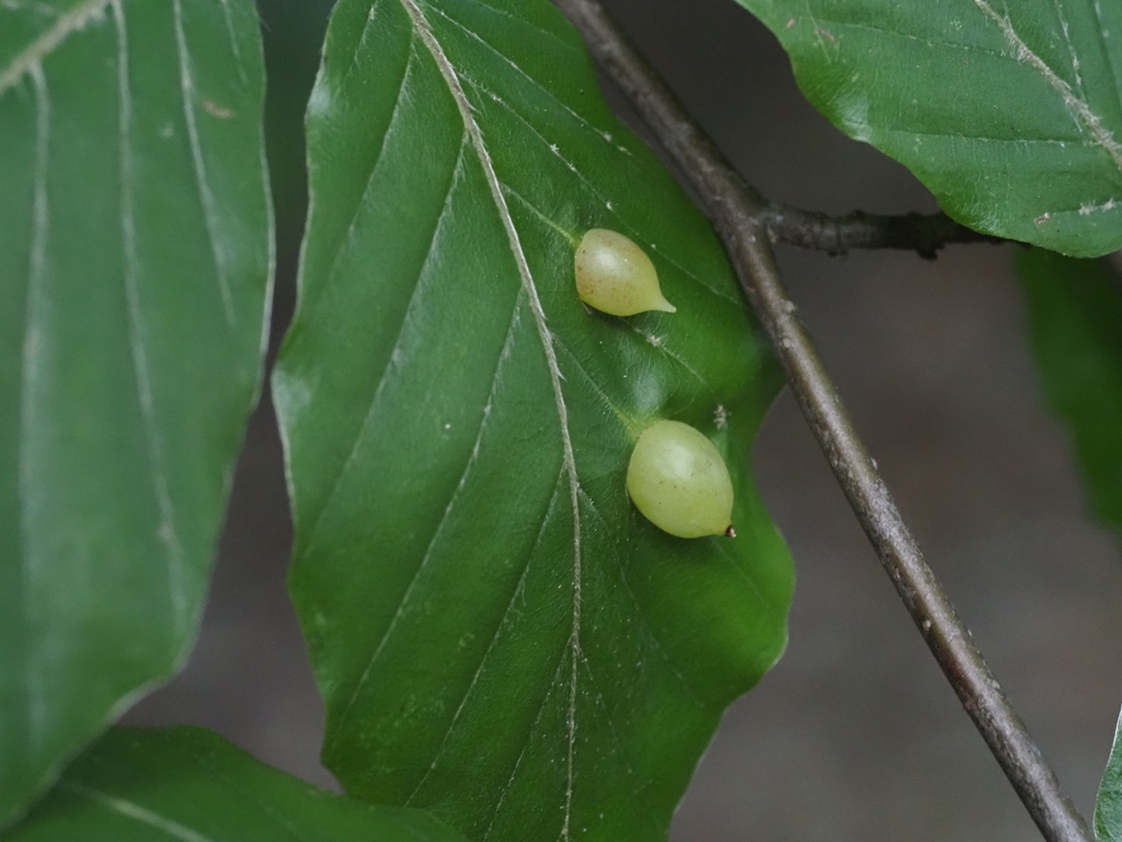 Beech Gall Midge from Riserva naturale del Bosco del Vaj, 10090 ...