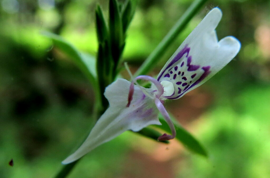 White Ribbon Flower from Doornpoort 295-Jr, Pretoria, South Africa on ...