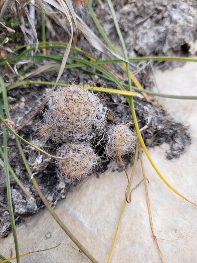 Mammillaria prolifera multiceps from Comstock, TX 78837, USA on January ...